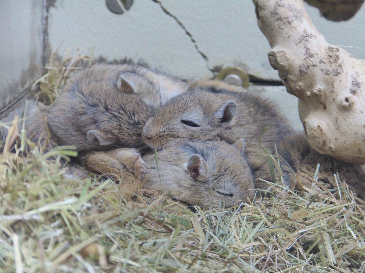 What Are Degus? 10 Facts about degu - TopPetShop